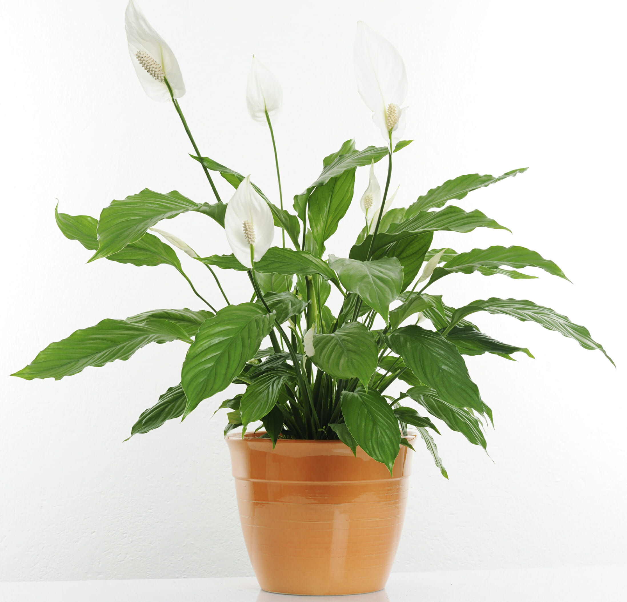 Keep Your Indoor Plants Happy And Healthy Keep Your Indoor Plants Happy And Healthy